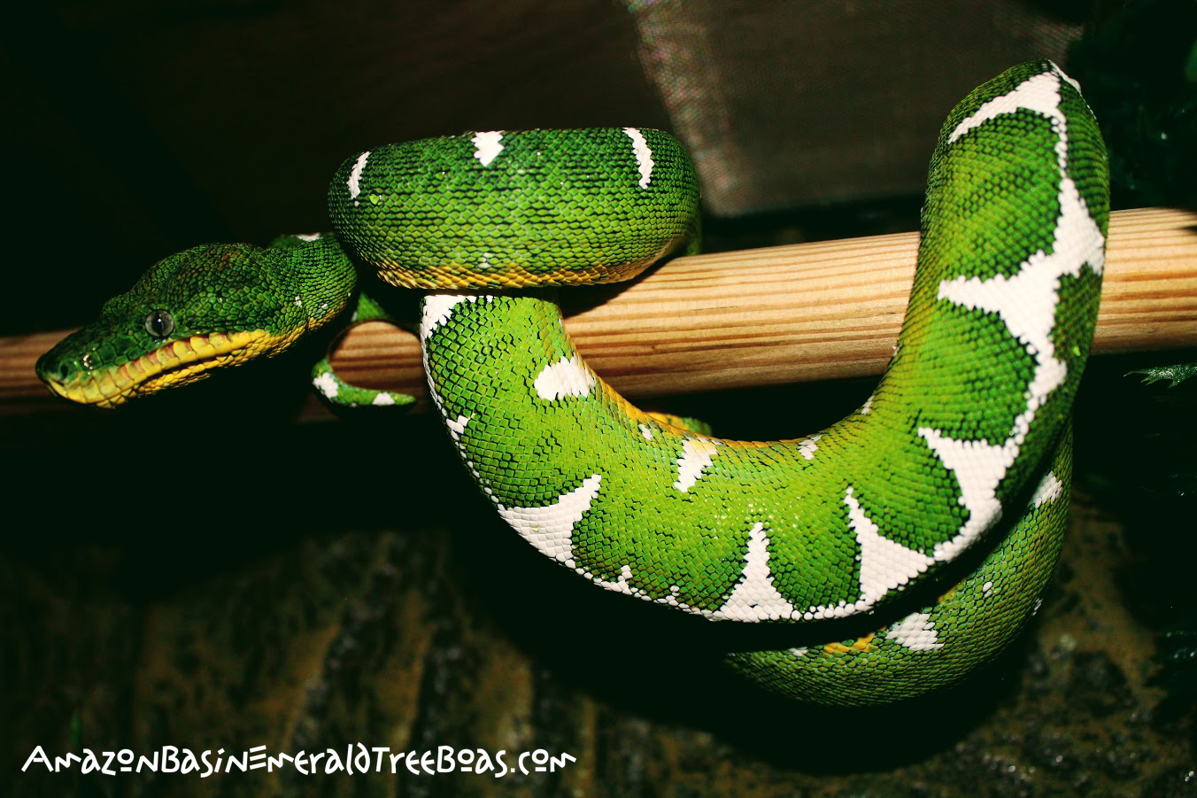Learn More About Amazon Basin Emerald Tree Boas Snake, 52% OFF Learn More About Amazon Basin Emerald Tree Boas Snake, 52% OFF