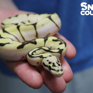 Fire Spider Axanthic Enchi Ball Python - Snake Country