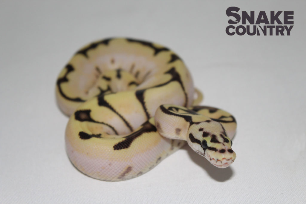Orange Dream Fire Spider Ball Python - Snake Country