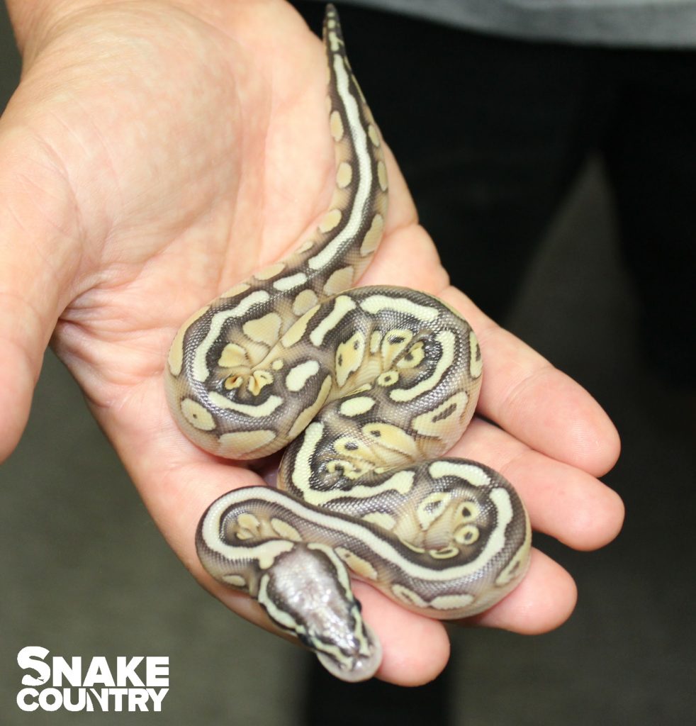 Pastel Mojave Leopard Ball Python - Snake Country