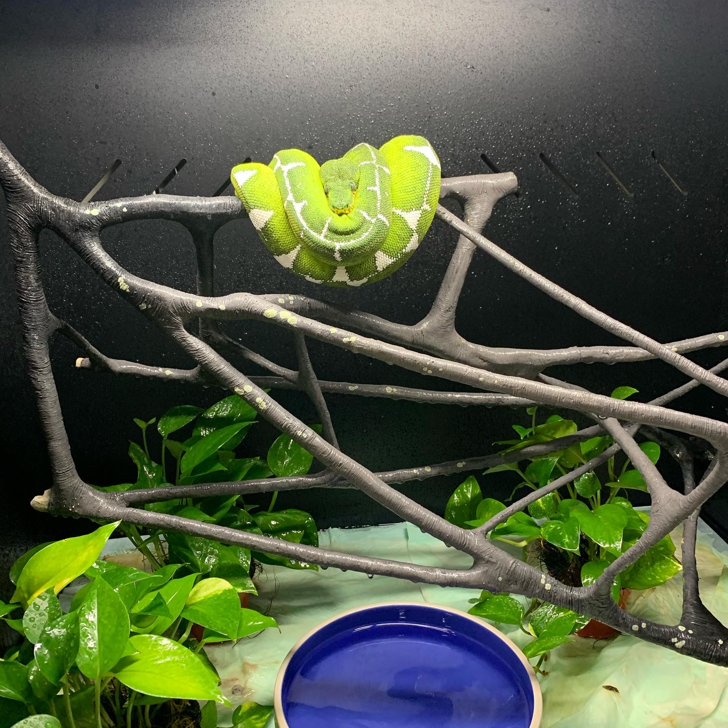 Learn More about Amazon Basin Emerald Tree Boas | Snake Country Learn More about Amazon Basin Emerald Tree Boas | Snake Country
