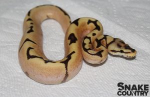 Super Orange Dream Fire Spider Ball Python - Snake Country