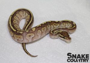 Fire Mojave Ball Python - Snake Country