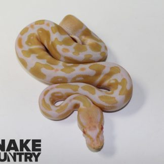 Banana Cypress Pastel Orange Dream Yellow Belly - Snake Country