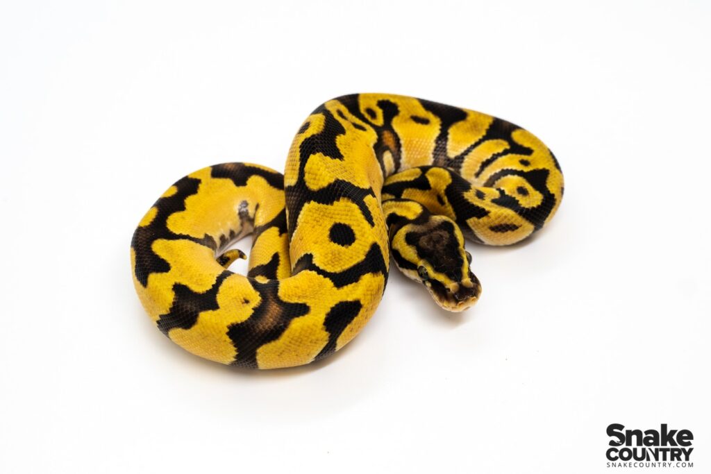 Orange Dream Yellow Belly Enchi - Snake Country