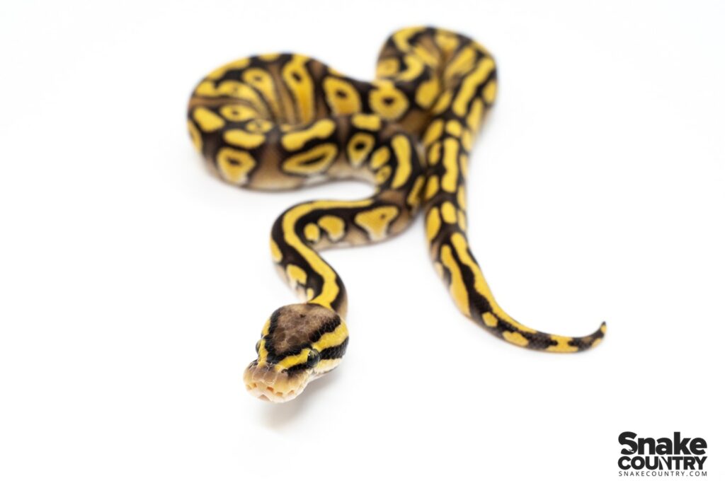 Mojave Pastel - Snake Country