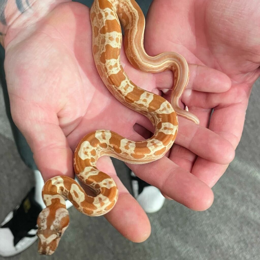 Vpi Img Sunglow Motley Jungle 66% Het Anery - Snake Country